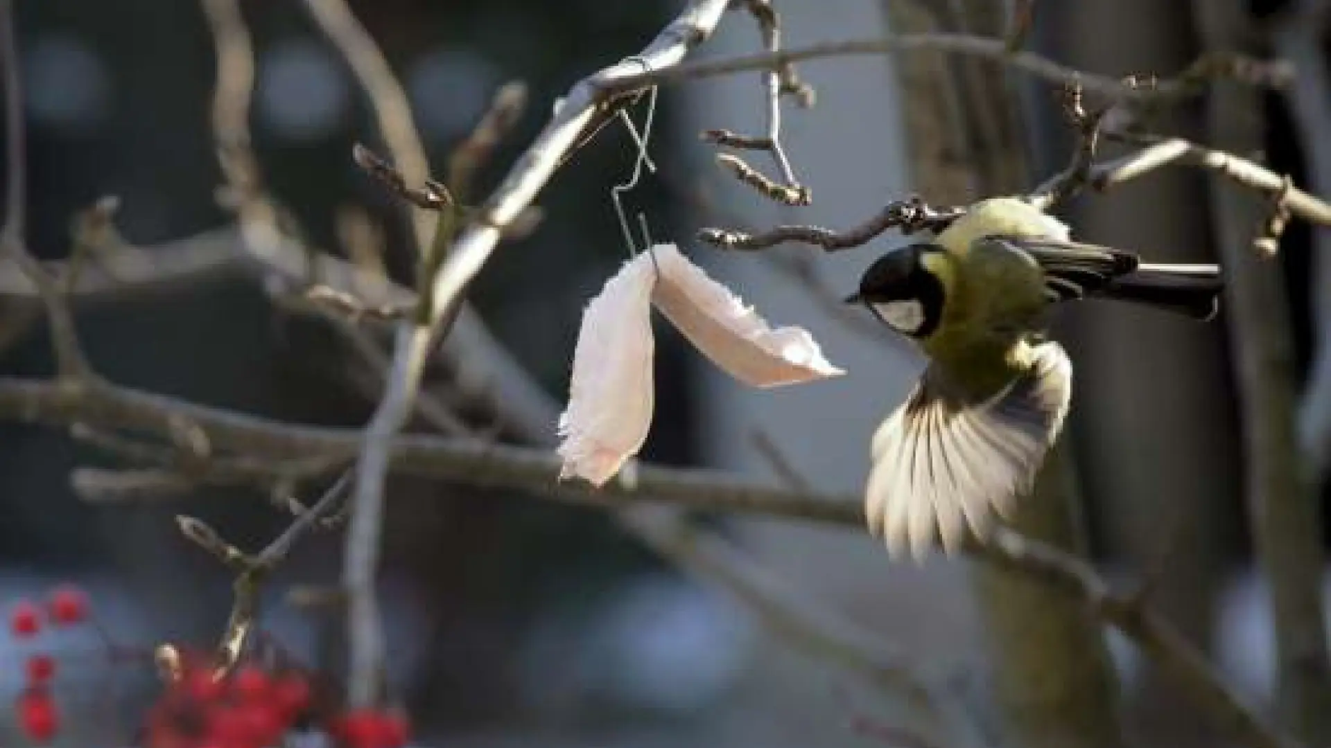 Dulce, salado, agrio, ácido, amargo... y ahora descubren el 'umami', el ...