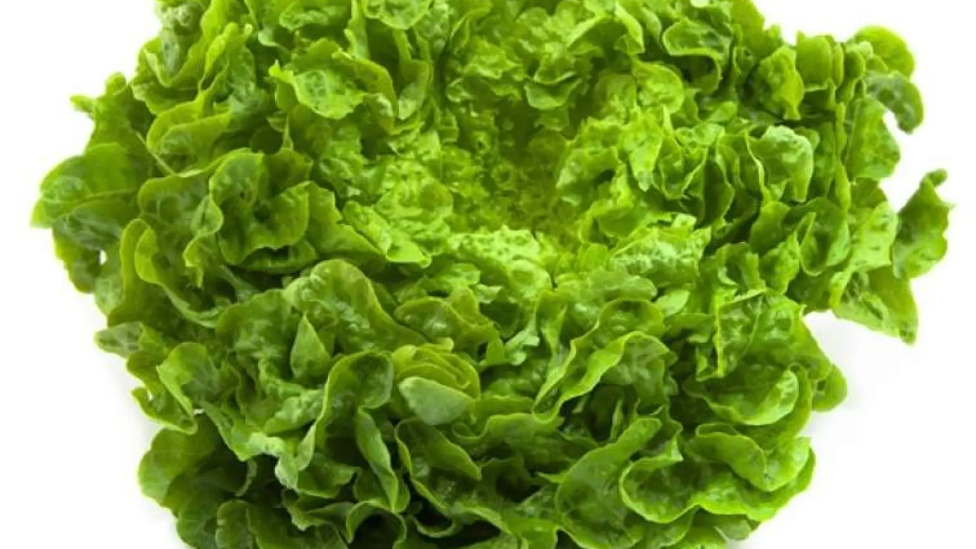 Fotos: Fotos: Lechugas, variedad de sabores y colores | Imágenes | Imágenes