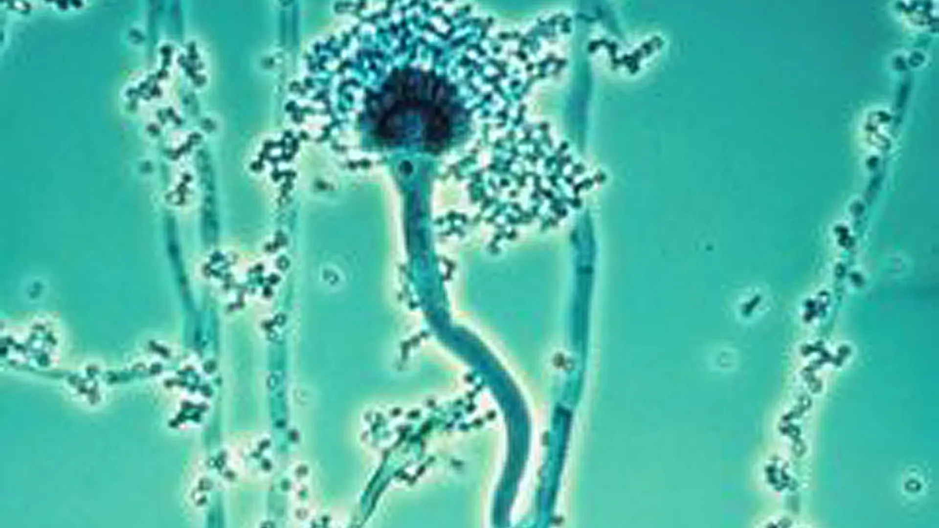 Estos son los hongos más peligrosos y mortíferos para los humanos ...