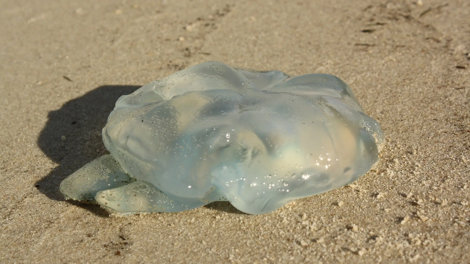 Cinco remedios caseros para tratar las picaduras de medusas