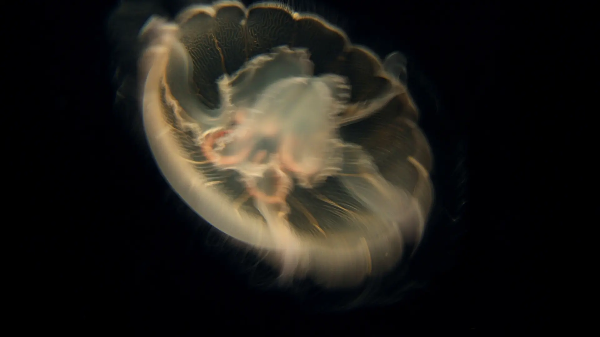 Reacciones por picadura de medusa: qué es, síntomas y tratamiento