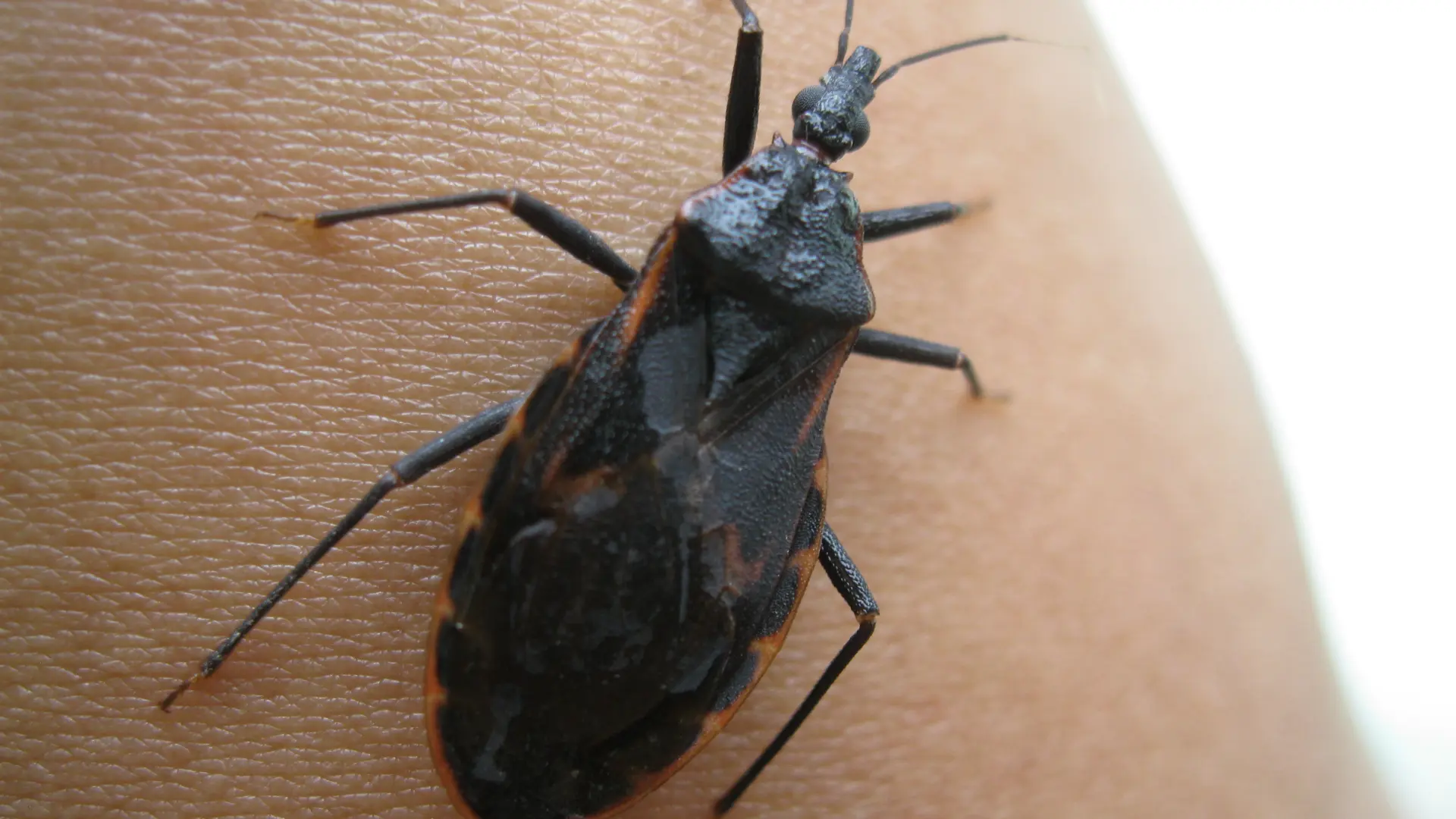 ¿Qué es la enfermedad de Chagas? Estos son sus síntomas, sus causas y ...