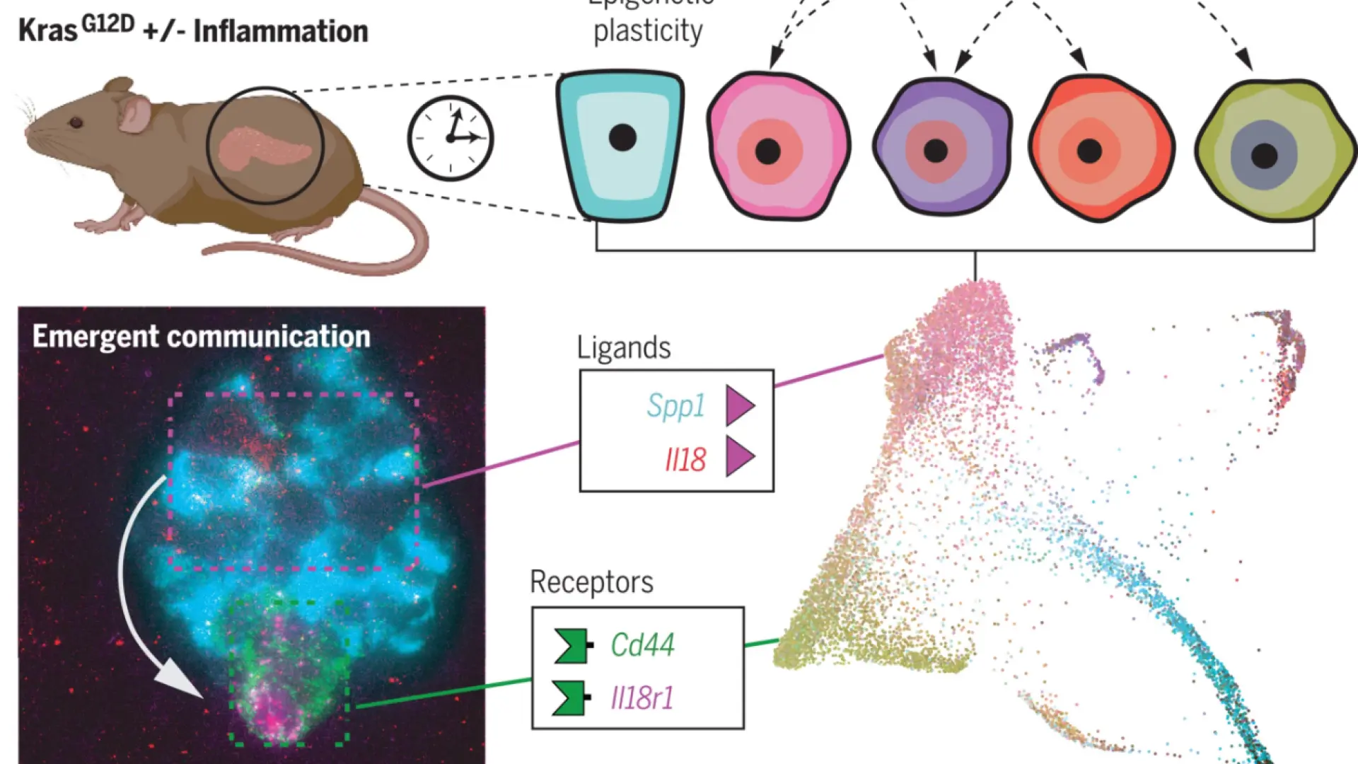 Un estudio muestra qué factores inciden en la aparición del cáncer de ...