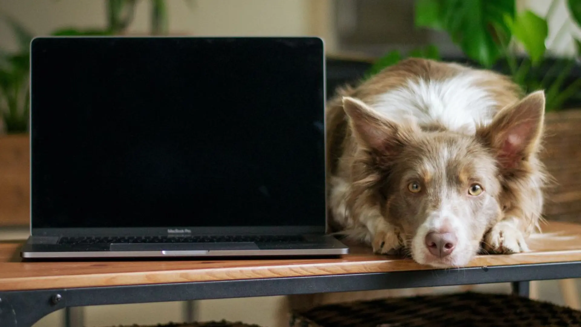 Cómo la tecnología mejora la vida de tu perro: aplicaciones móviles ...