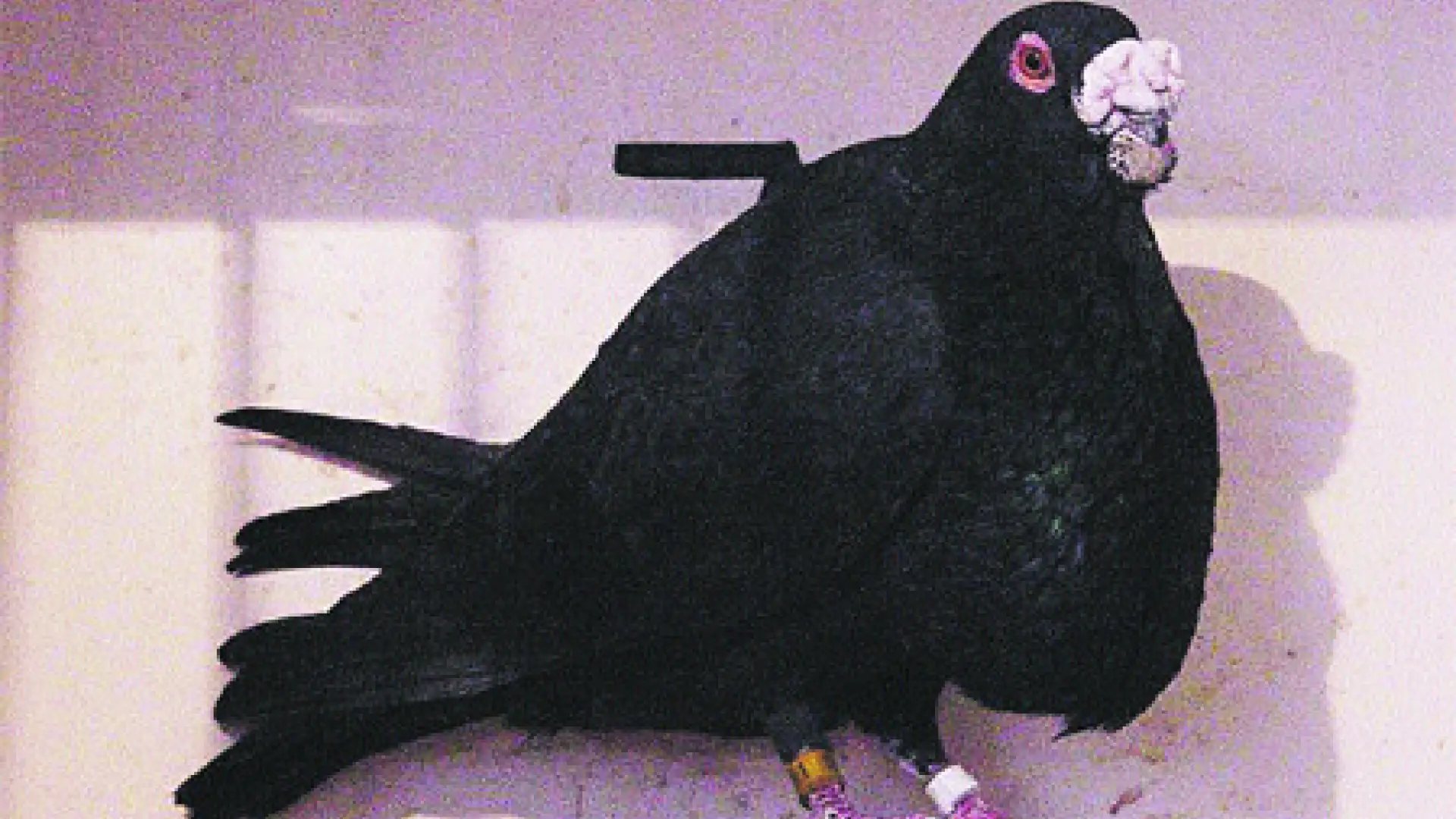 Premio a la paloma más bella