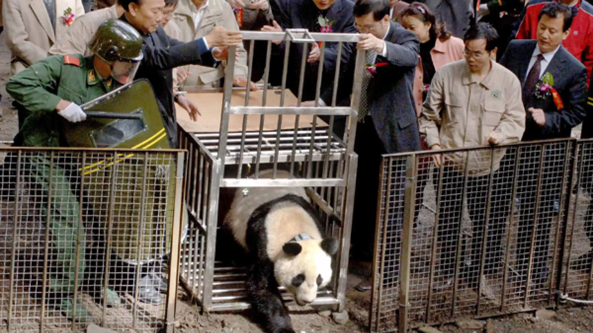 El único panda que vivía en estado salvaje de modo artificial muere en ...