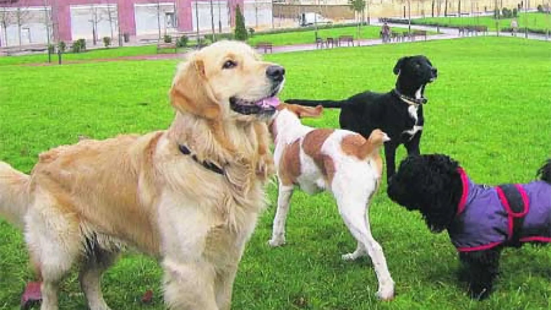 Un beneficioso paseo con perros