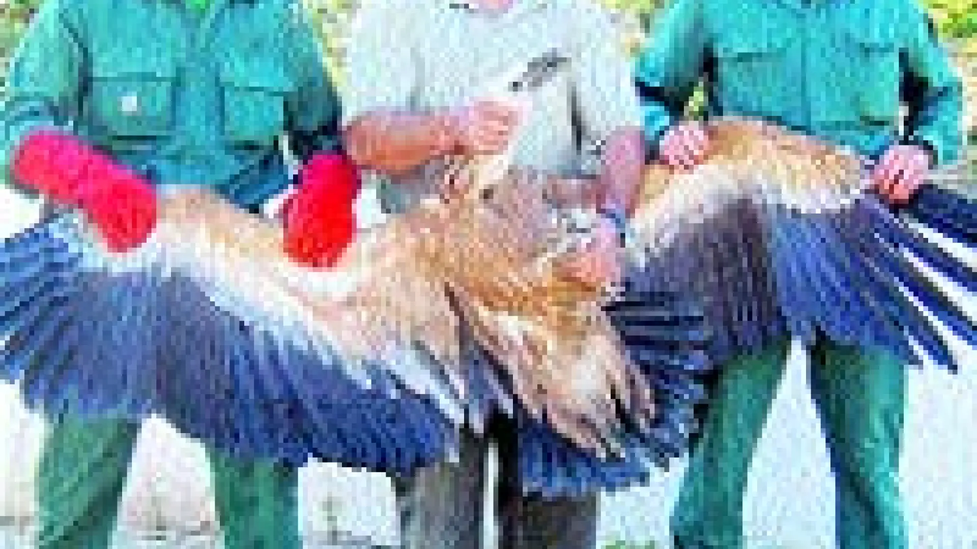 Agotado para poder volar