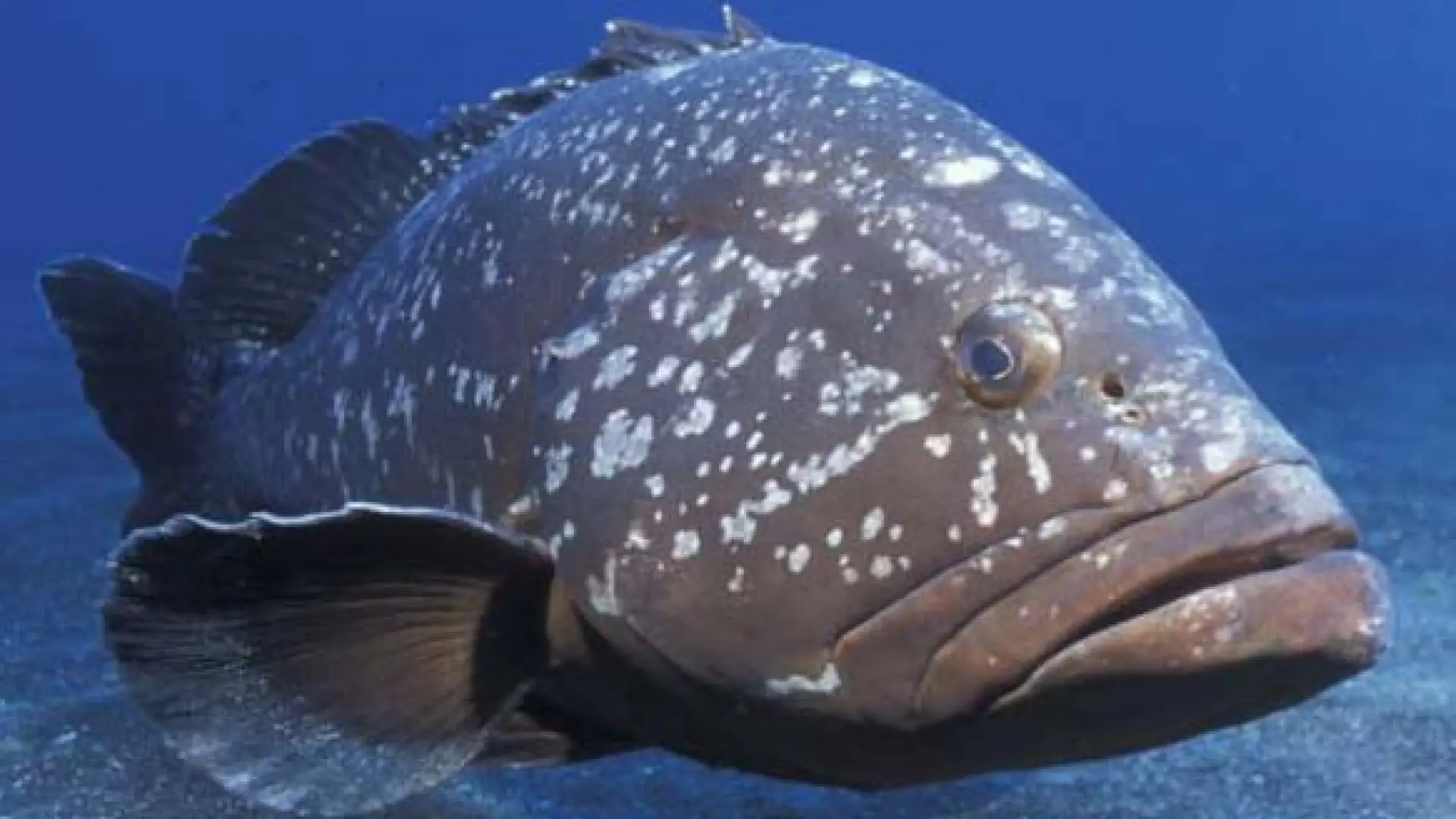 El Hierro se moviliza para conservar a Pancho, un mero de 40 años