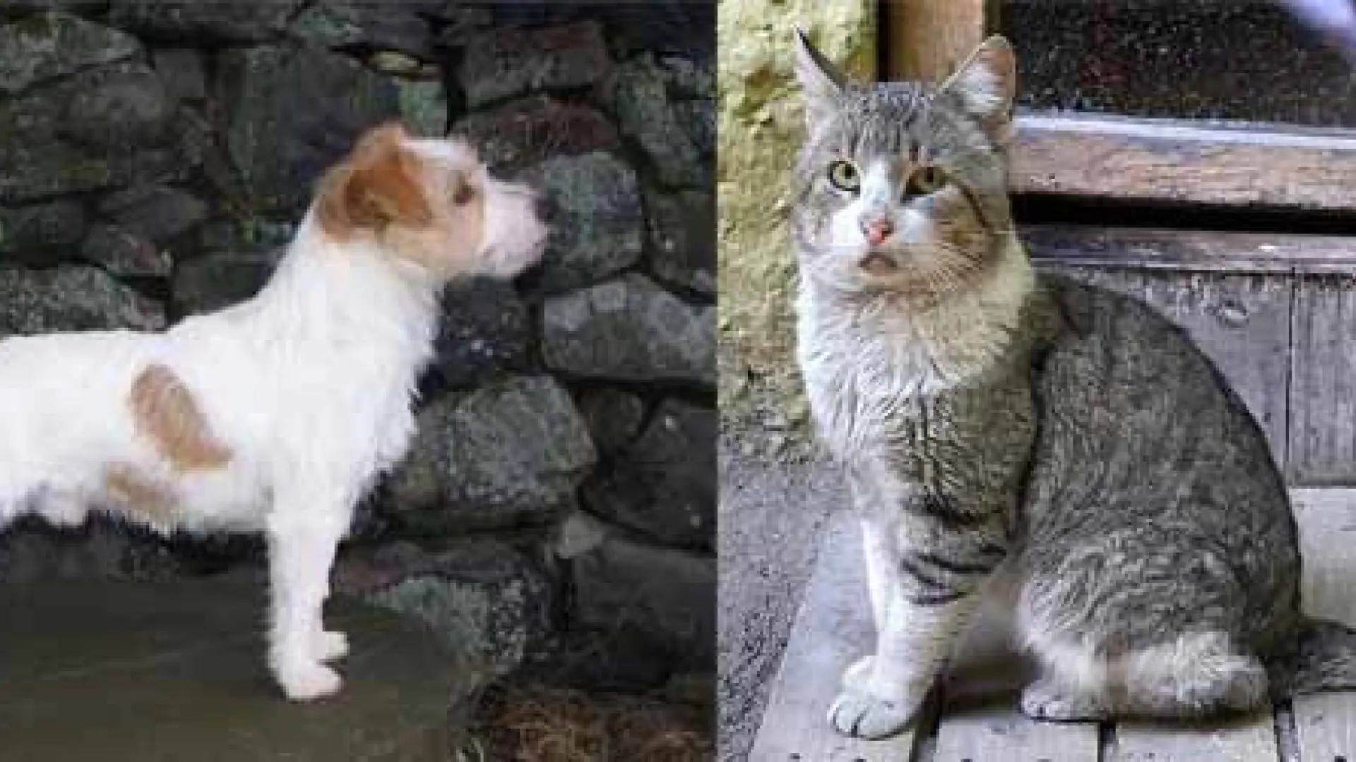 Tener un gato reduce el riesgo de infarto