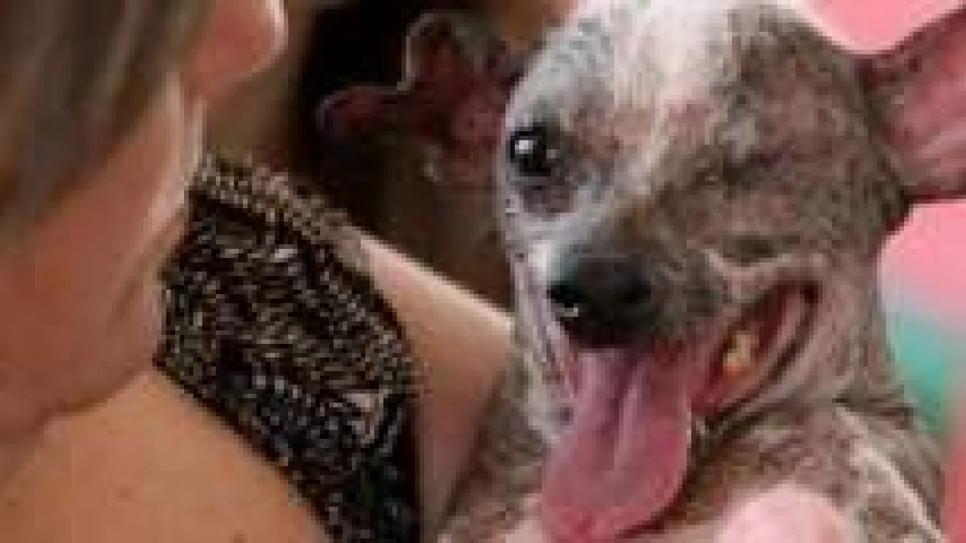 Un can tuerto, cojo y con cáncer, gana el premio al perro más feo del mundo