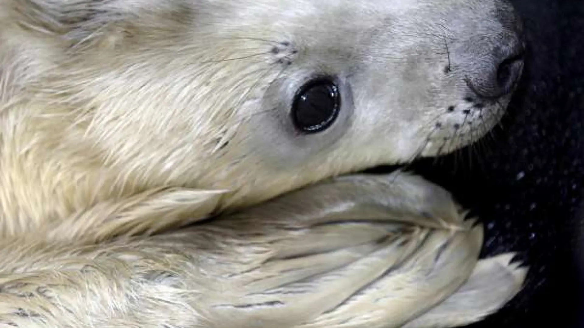 Una foca de peluche se convierte en el primer "robot terapéutico" de España