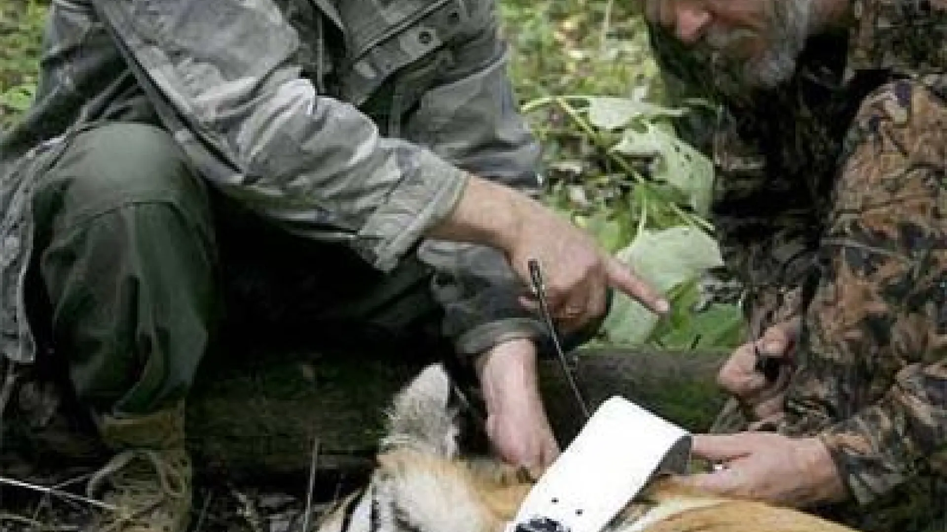 Putin hace el oso con un tigre