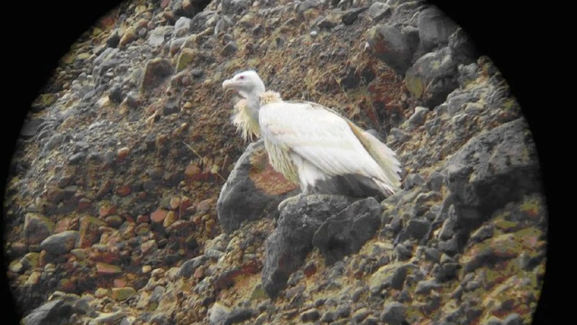 Descubren un buitre blanco en Aragón