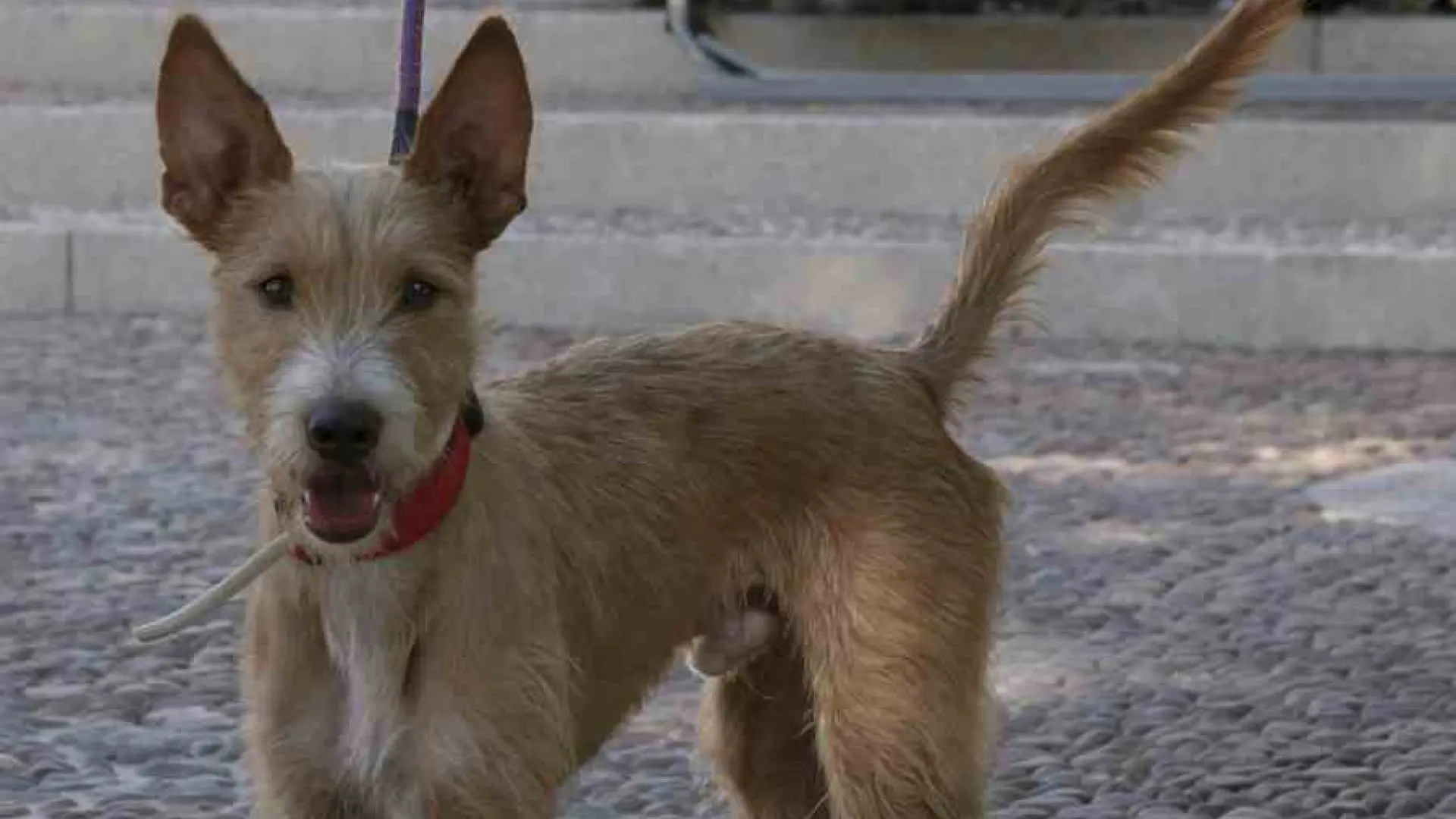 Curro, un podenco cordobés