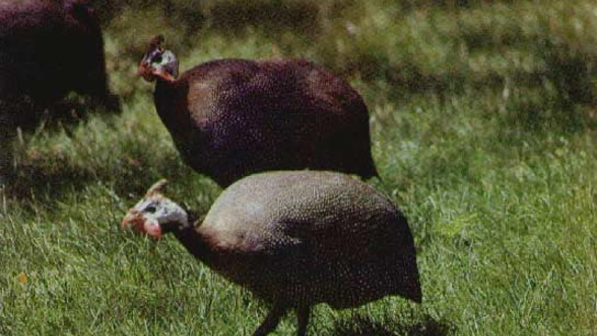 La pintada: el ave que vino de África