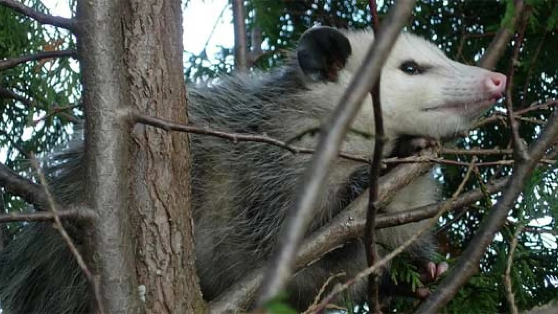 Detenido un hombre por intentar resucitar a una zarigüeya