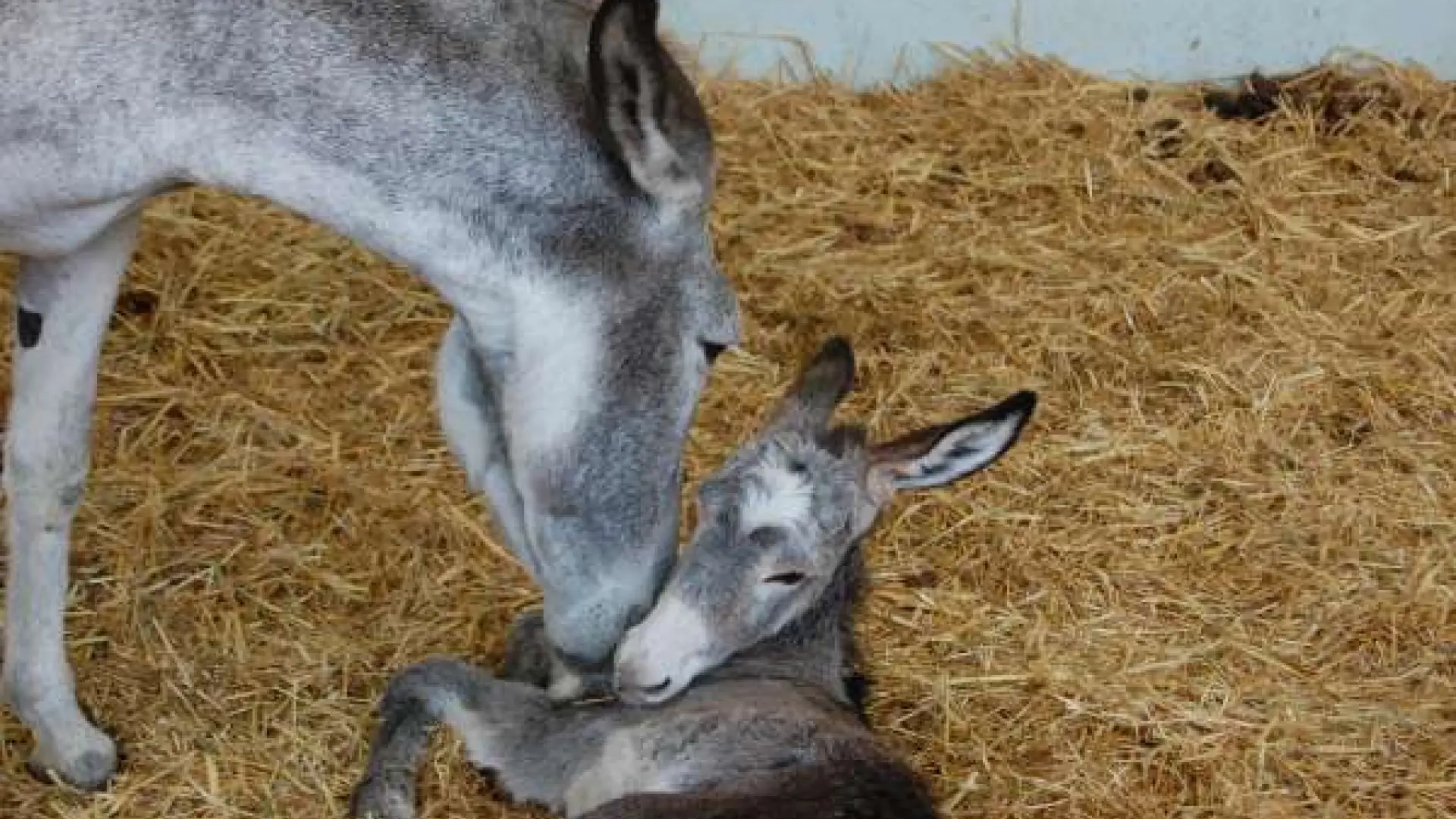 Nacen dos nuevos pollinos en Málaga que se unen a unos 10.000 burros ...