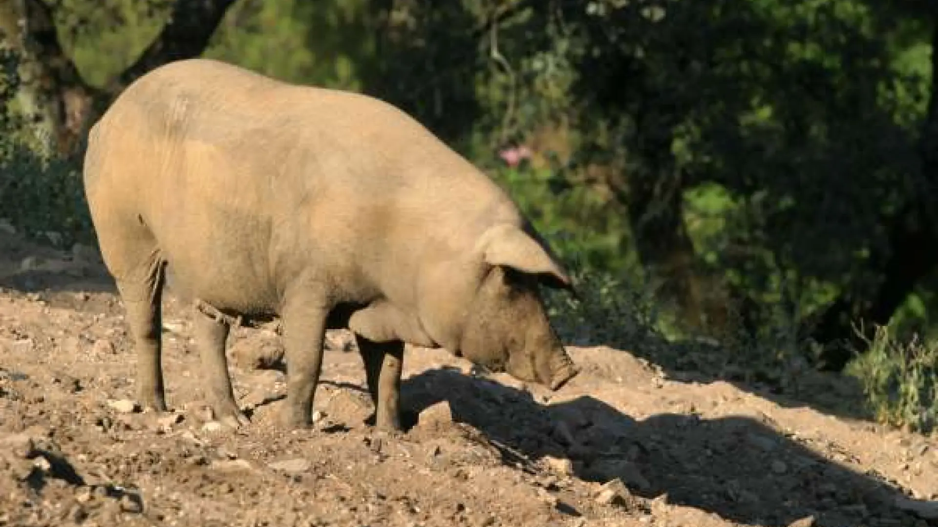 Secuencian por primera vez parte del genoma del cerdo ibérico, el de ...