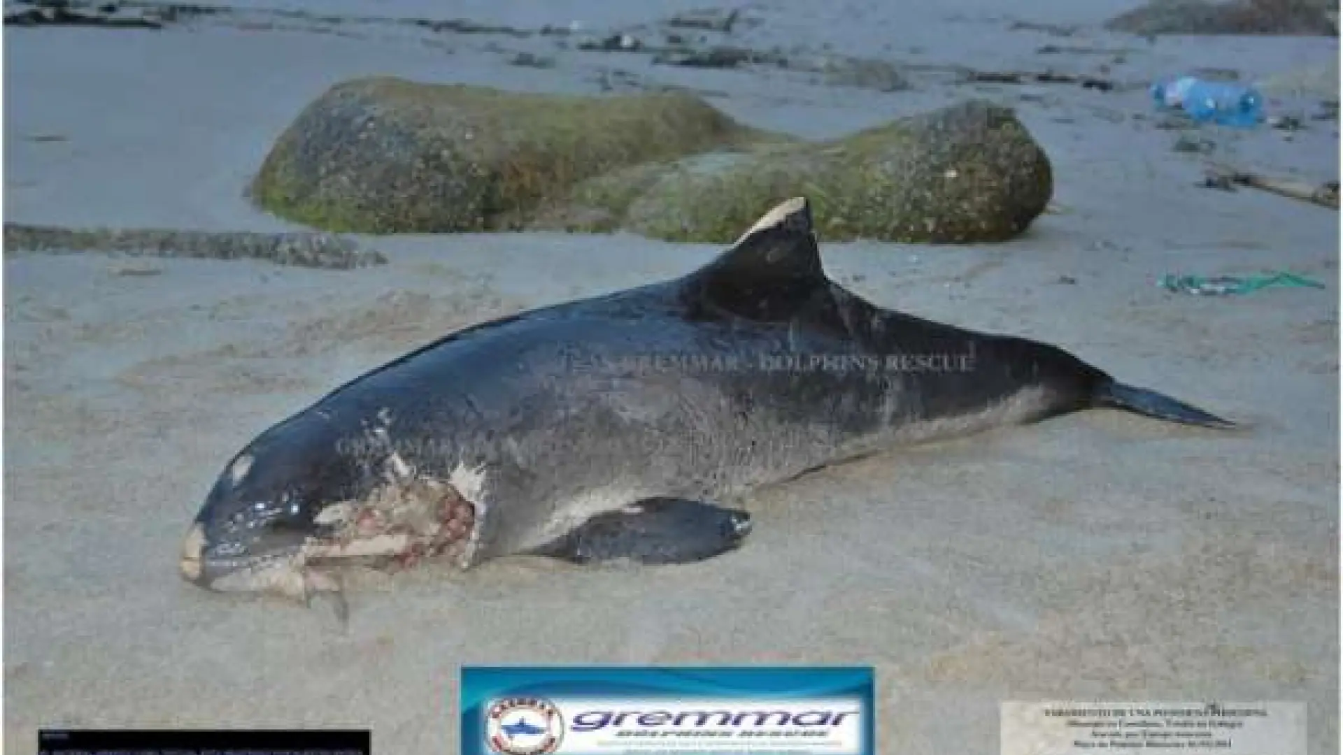 Aparece una cría de marsopa fallecida a causa de un ataque de delfines