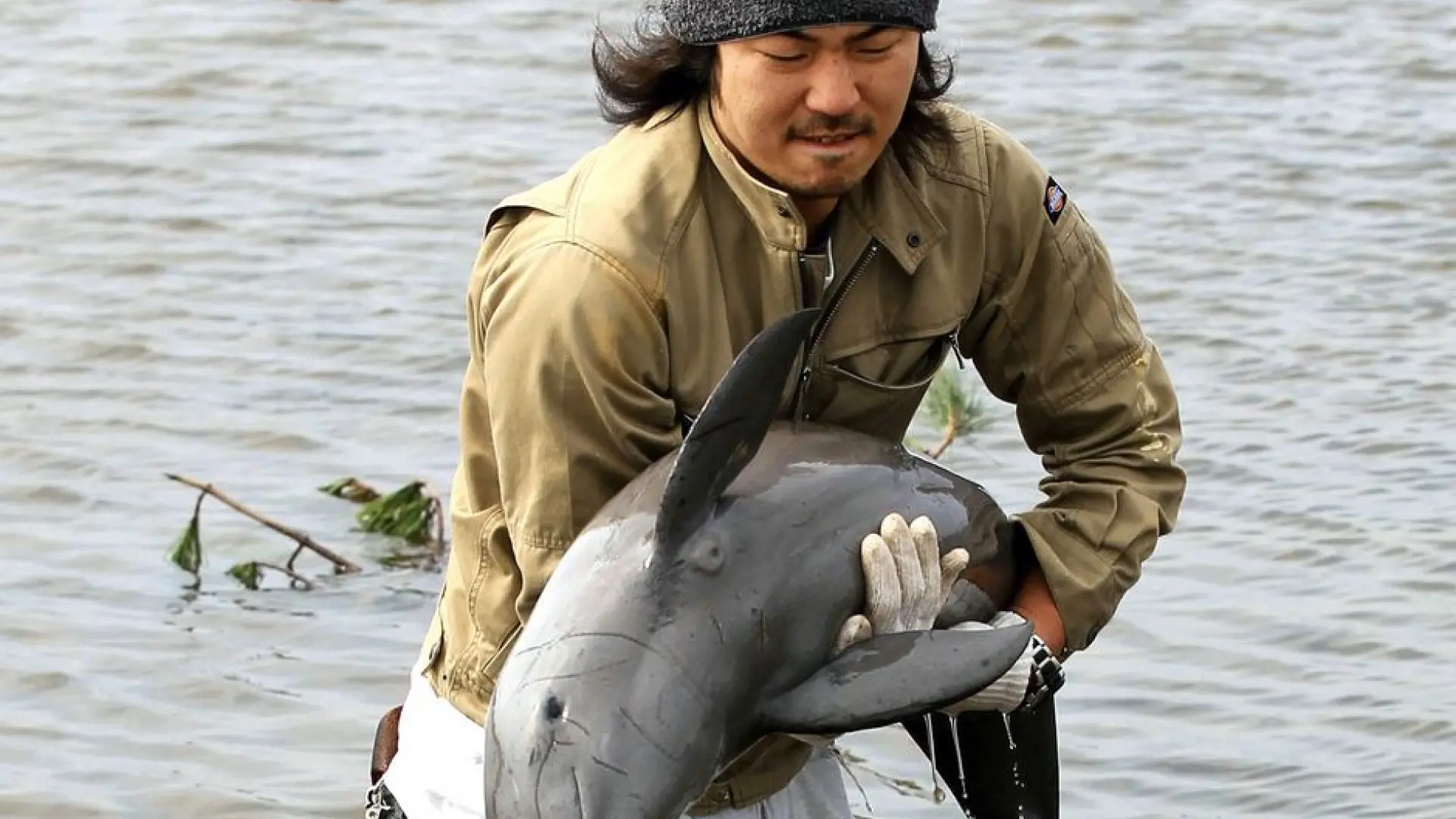 Rescatan a una cría de marsopa que fue arrastrada por el tsunami hasta ...