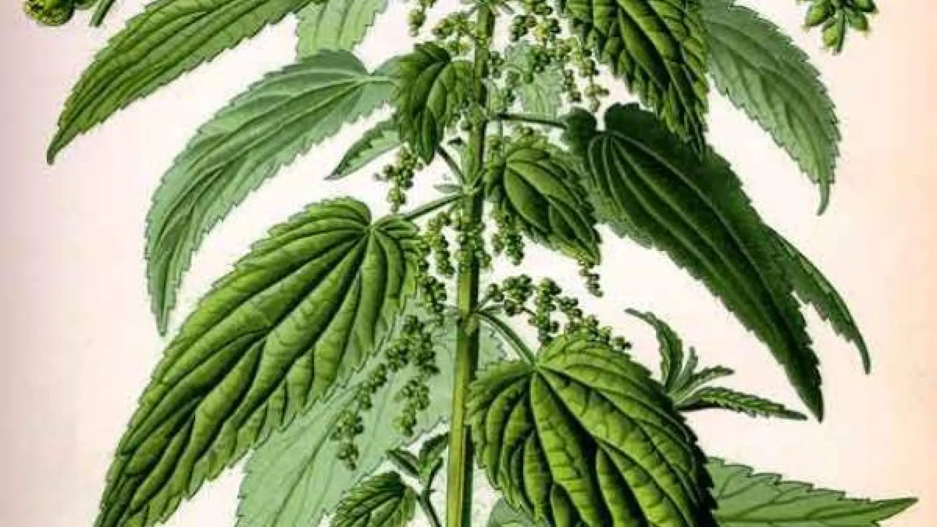 Sólo se venderán medicinas a base de plantas medicinales que estén ...