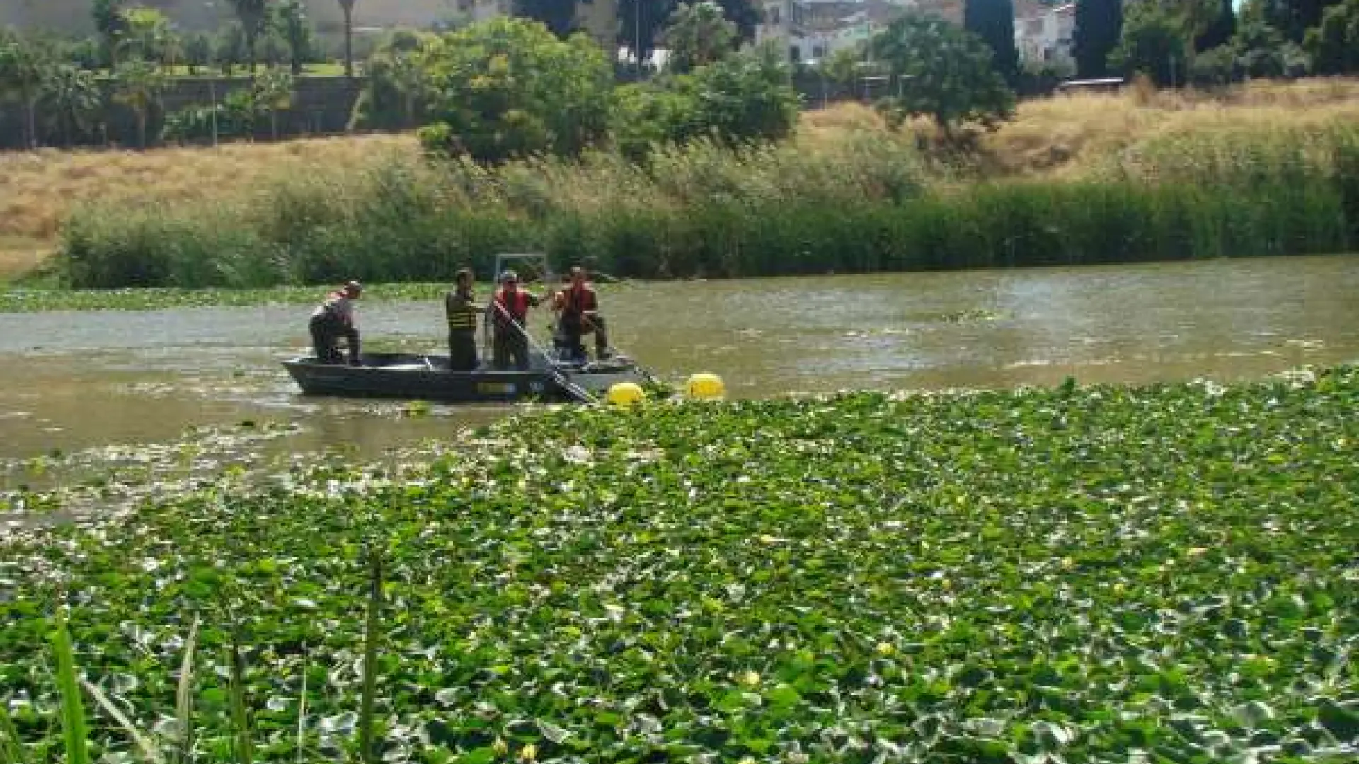 La CHG realiza pruebas de extracción para el control de nenúfar ...