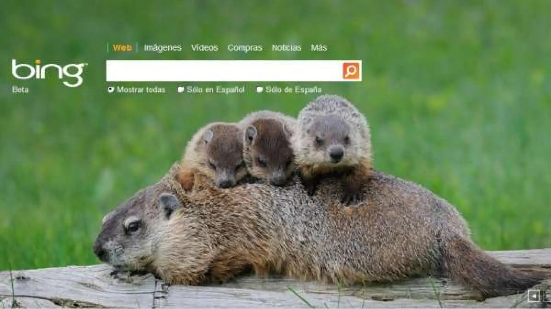 Bing, una ruina para Microsoft