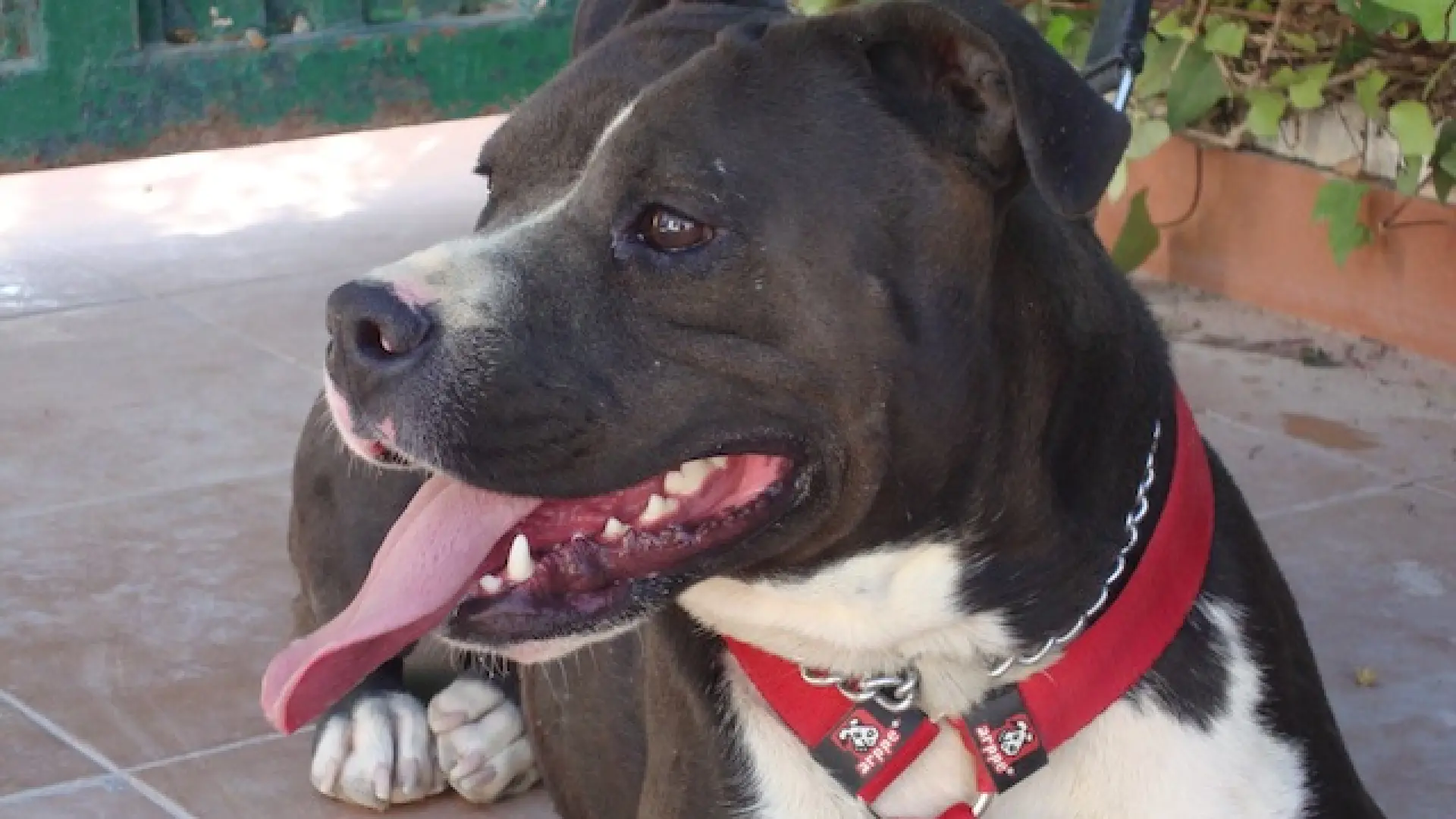 Dos de esos perros por los que siento debilidad