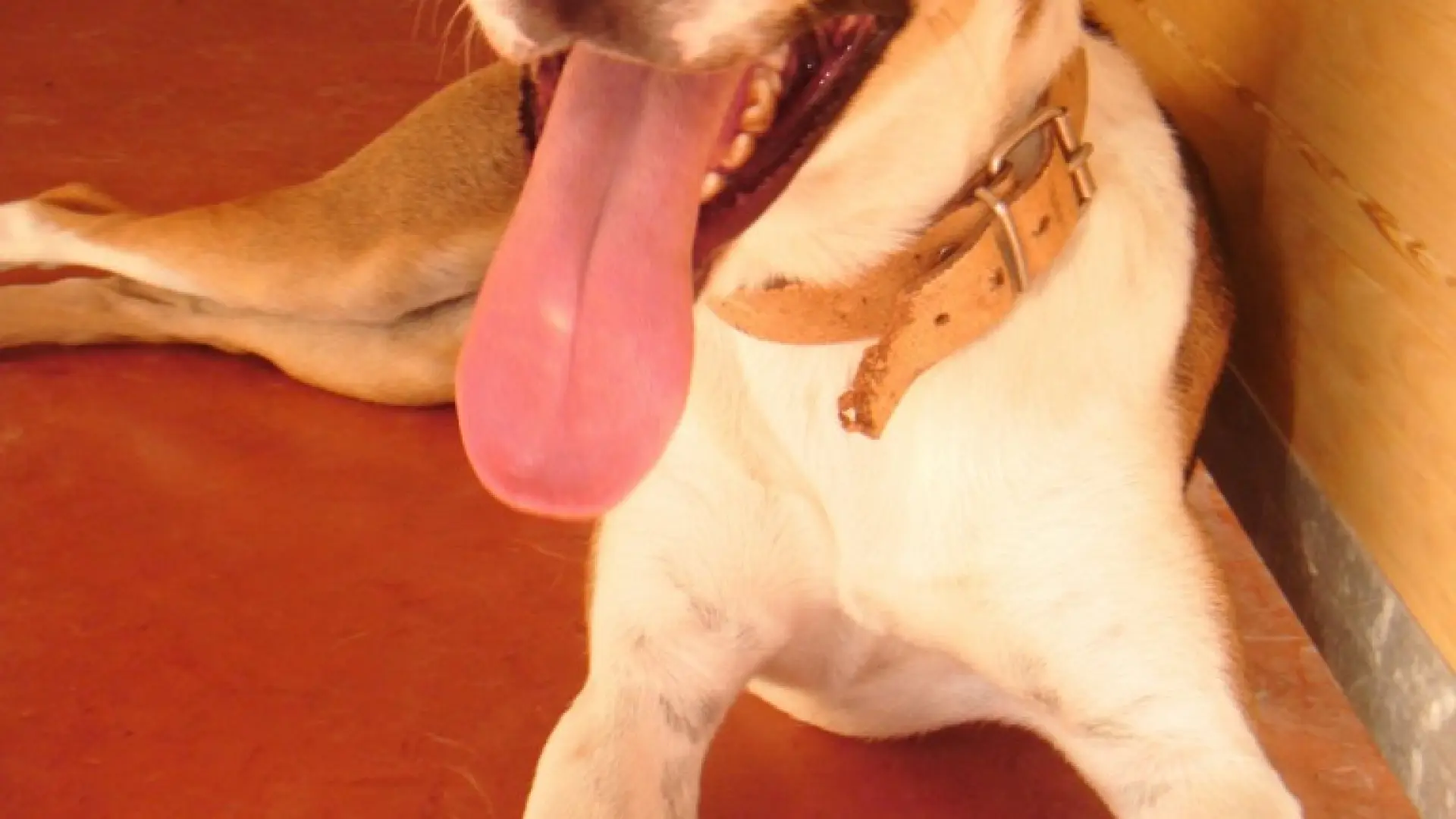 Chiclo: joven, bueno, guapo y abandonado dos veces