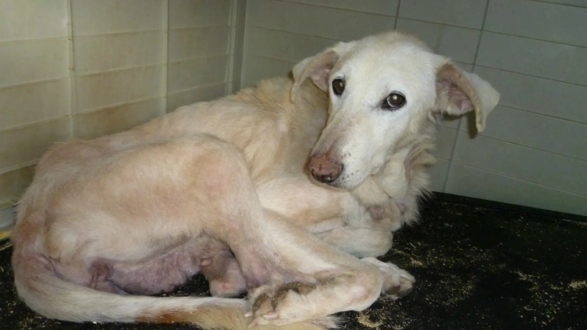 Pito, pito, gorgorito...