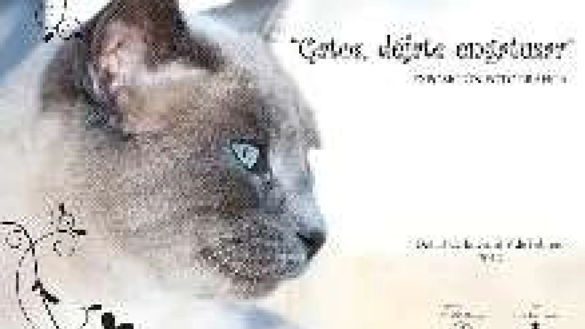 La muestra 'Gatos, déjate engatusar' continúa expuesta en Badajoz hasta ...