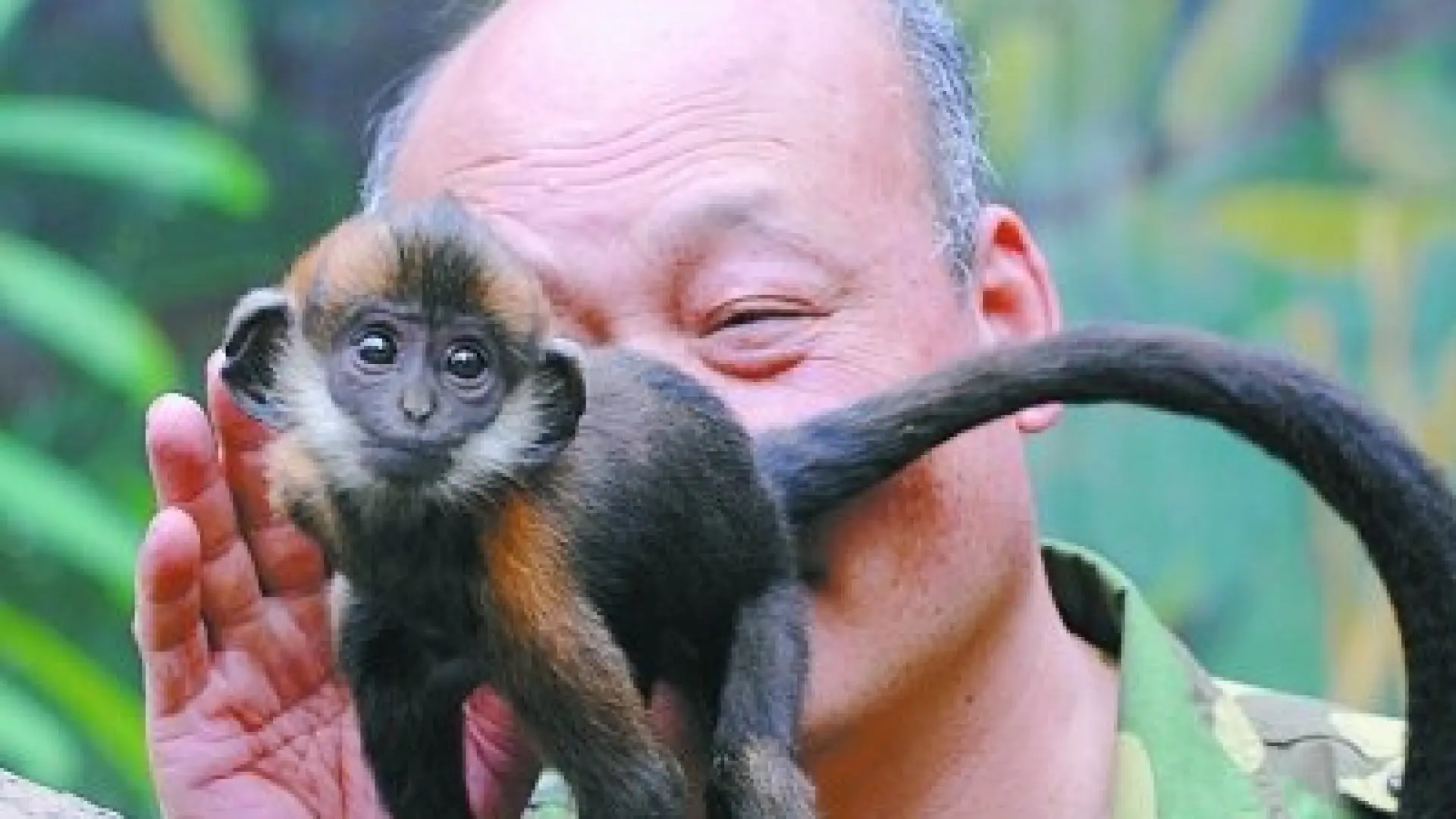 Abnegado Zhang, el cuidador que lamió 1 hora las nalgas de un mono para ...