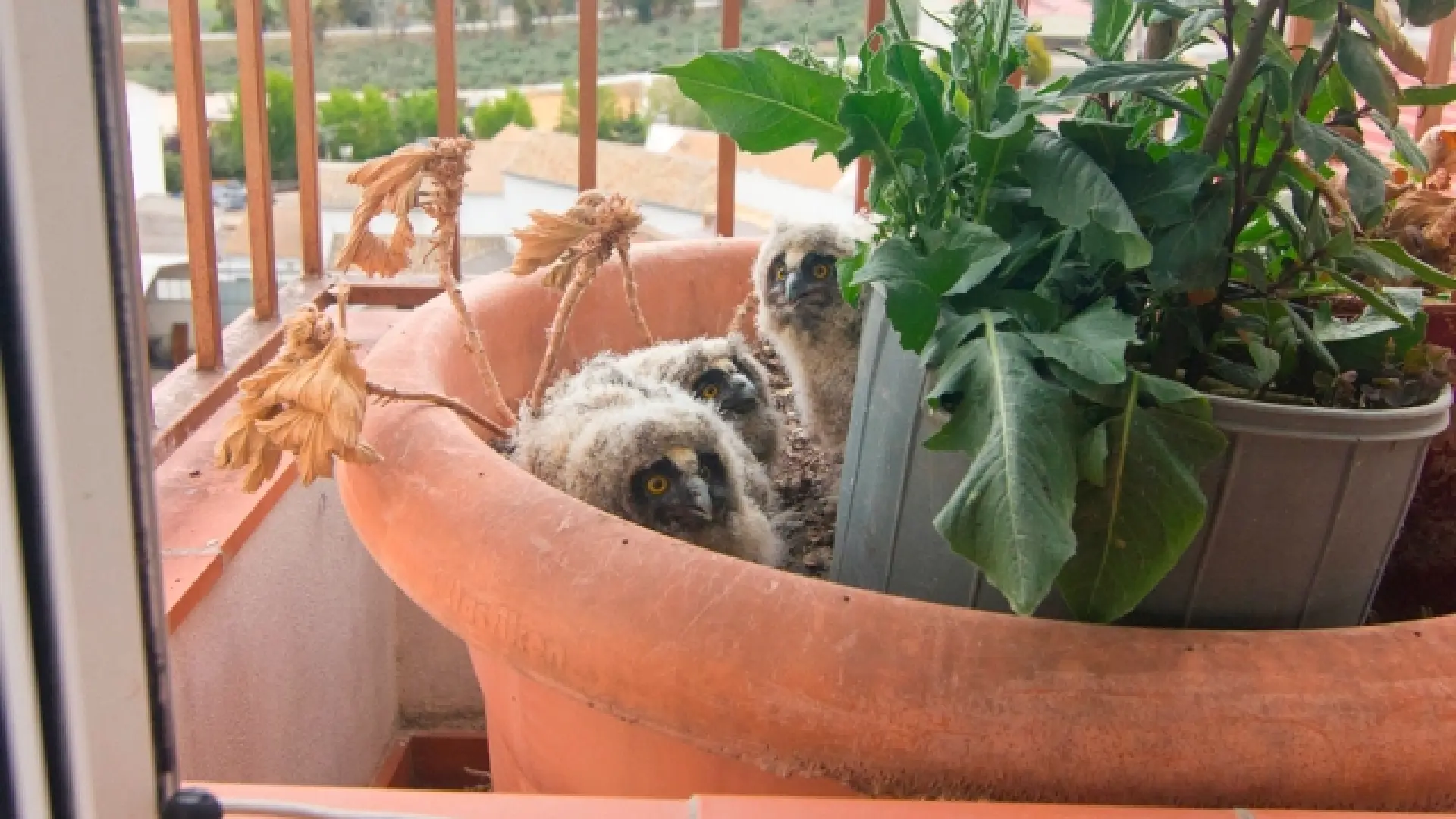 Una pareja de búhos cría en la maceta del balcón de una casa