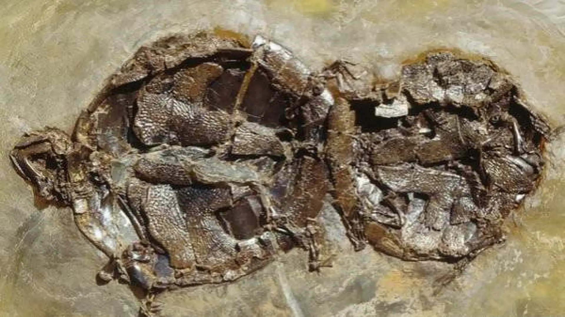 Hallan un fósil de 47 millones de años de dos tortugas copulando