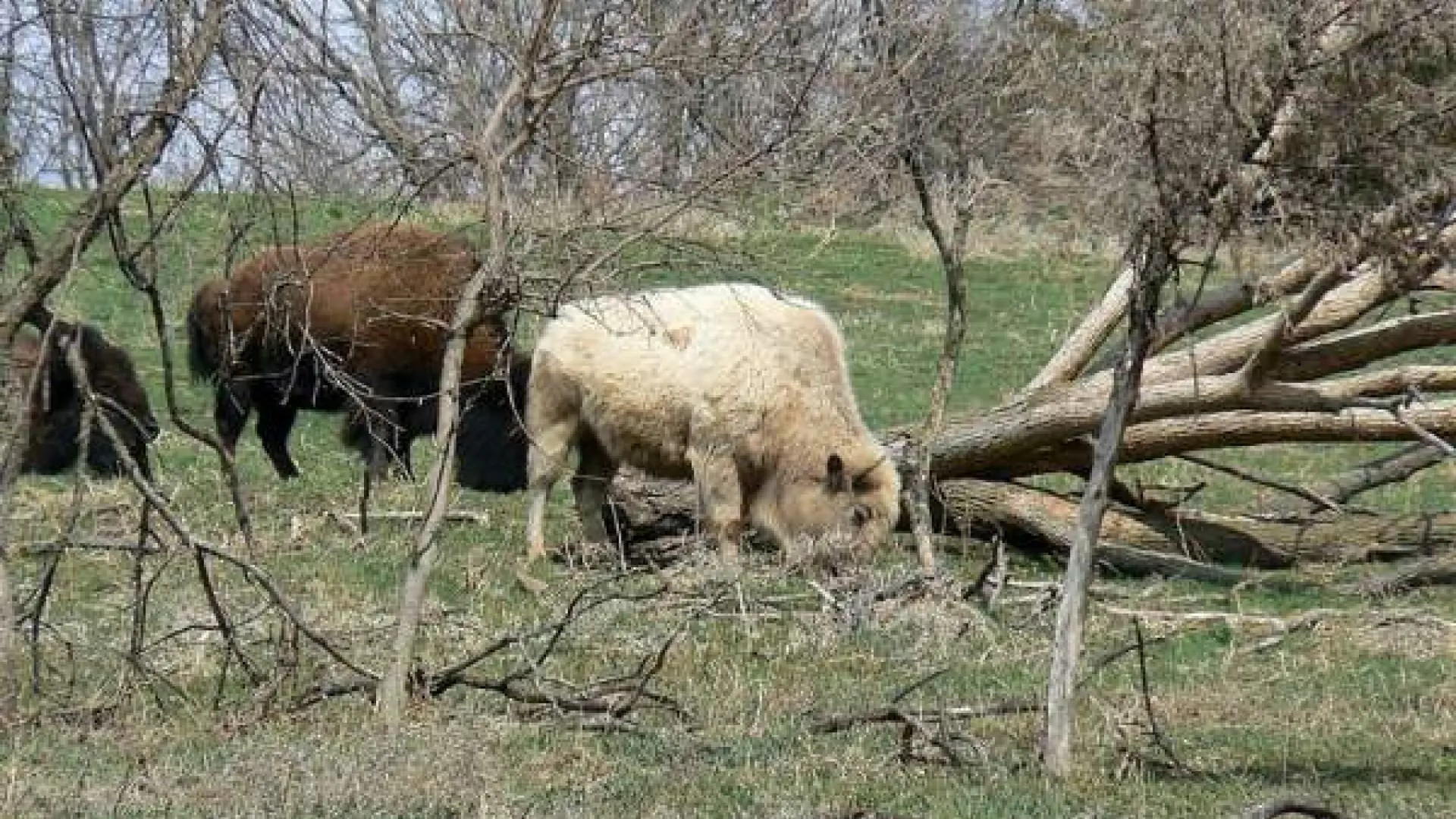 Un millar de indígenas celebran el nacimiento de un bisonte blanco en ...