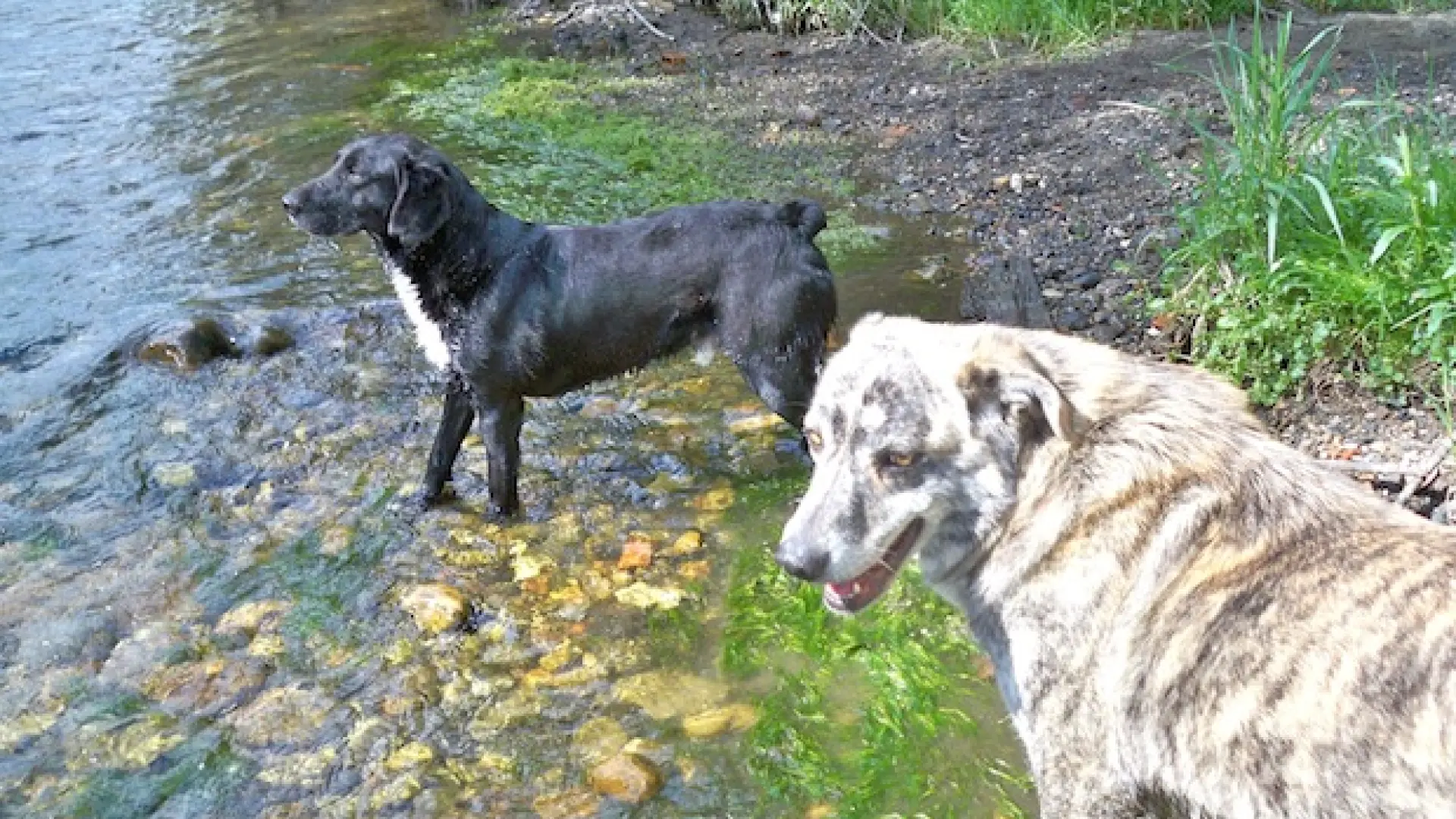 Ron, un cruce de cocker palentino