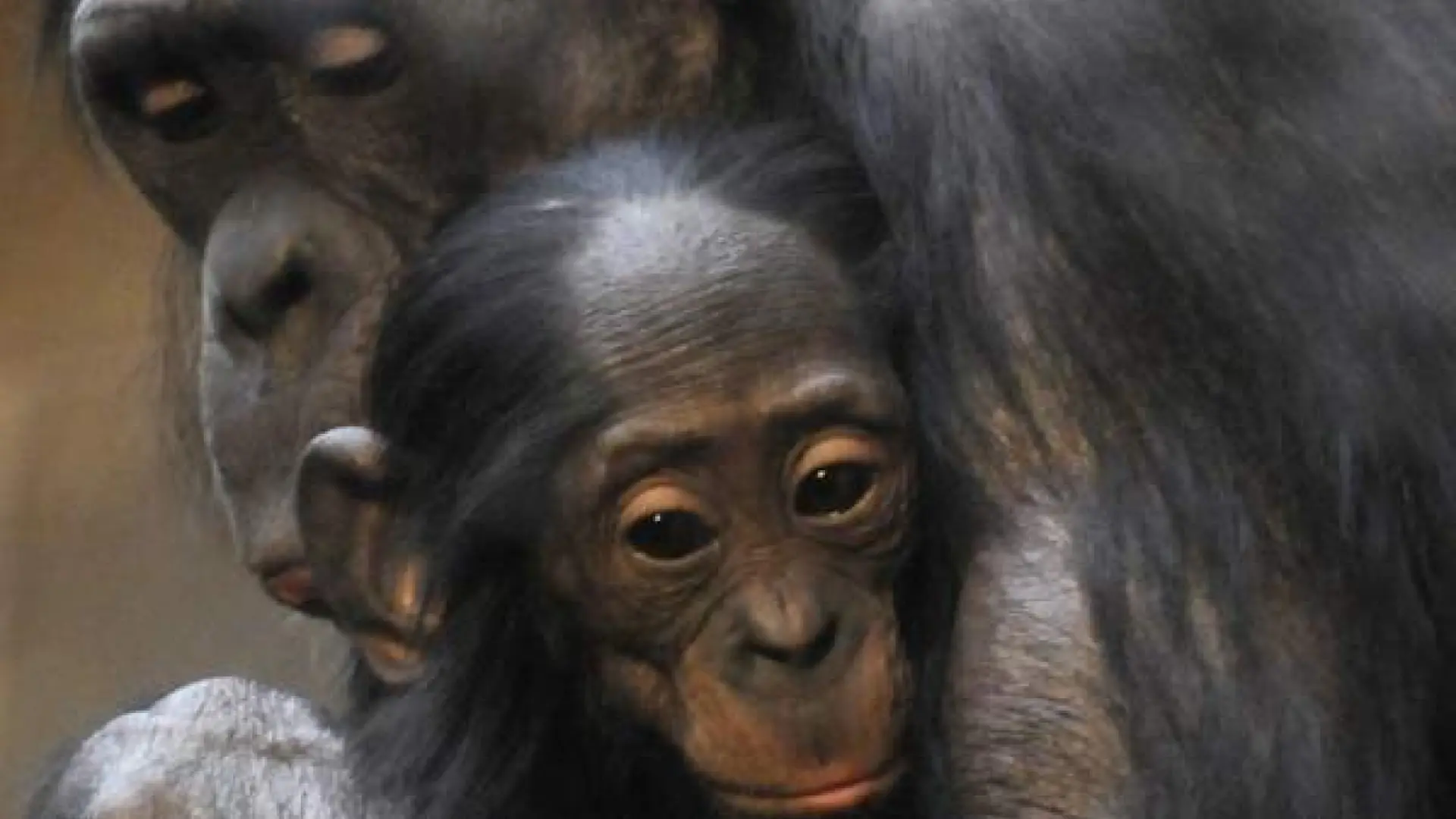 Los bonobos jóvenes muestran sensibilidad y comportamientos de consuelo ...