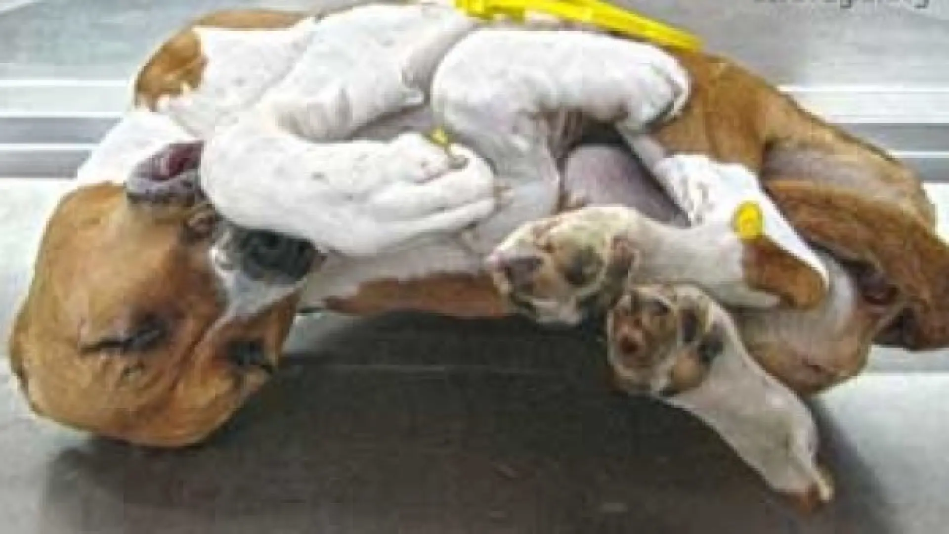 Tres meses de cárcel para el responsable de la muerte de su perra a patadas