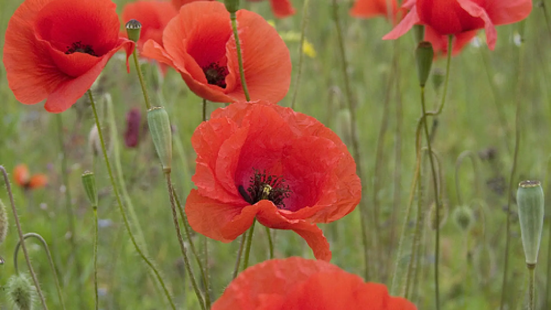 La curiosa leyenda urbana sobre las amapolas y el opio