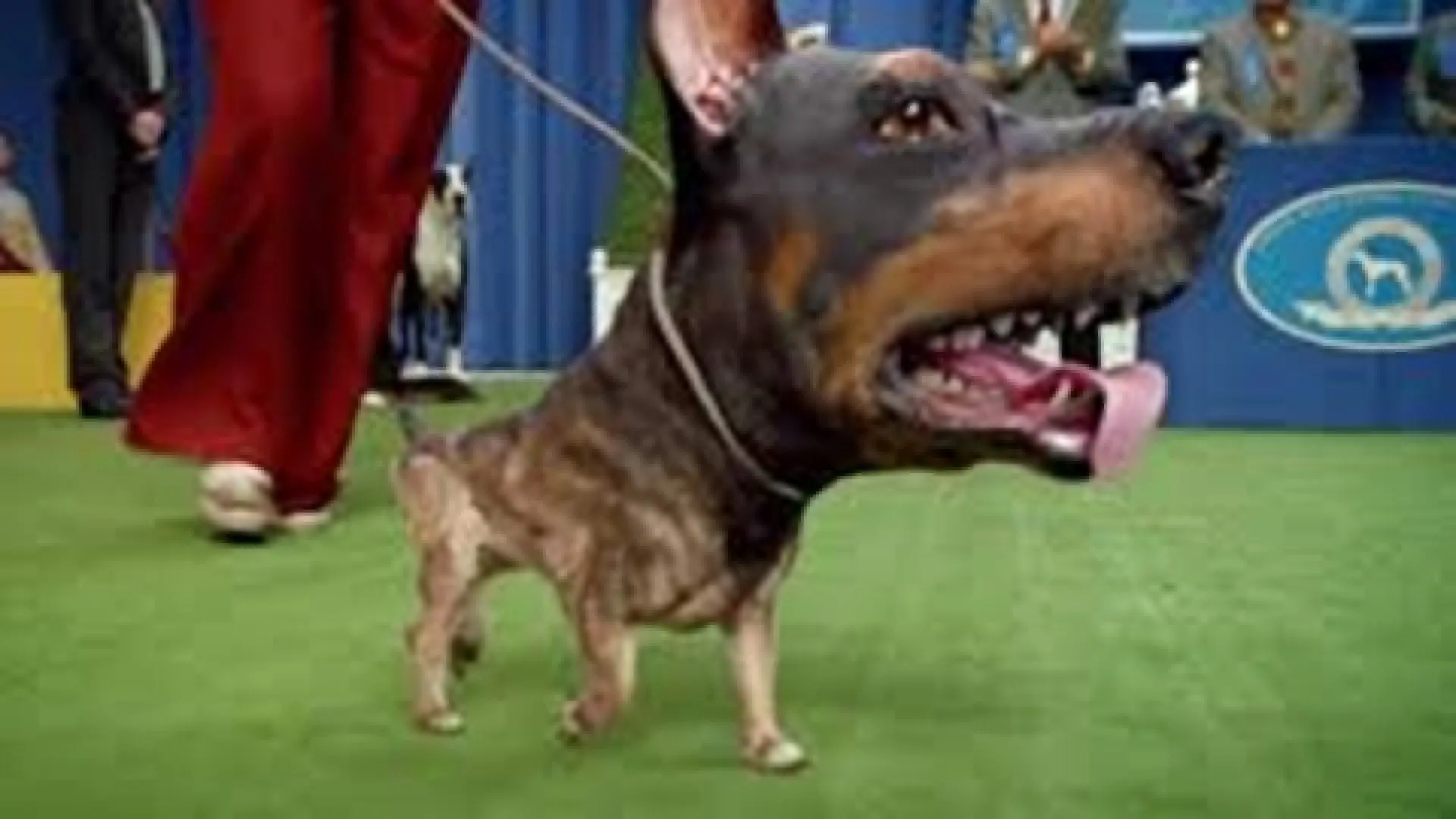 Los anuncios más espectaculares de la 'Superbowl' 2014 (vídeos ...