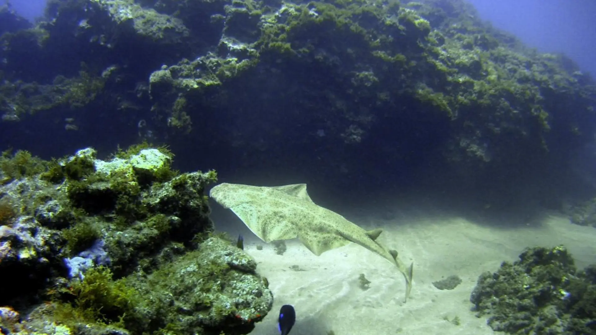Buceadores de Canarias comunican 12 avistamientos del raro tiburón ángel