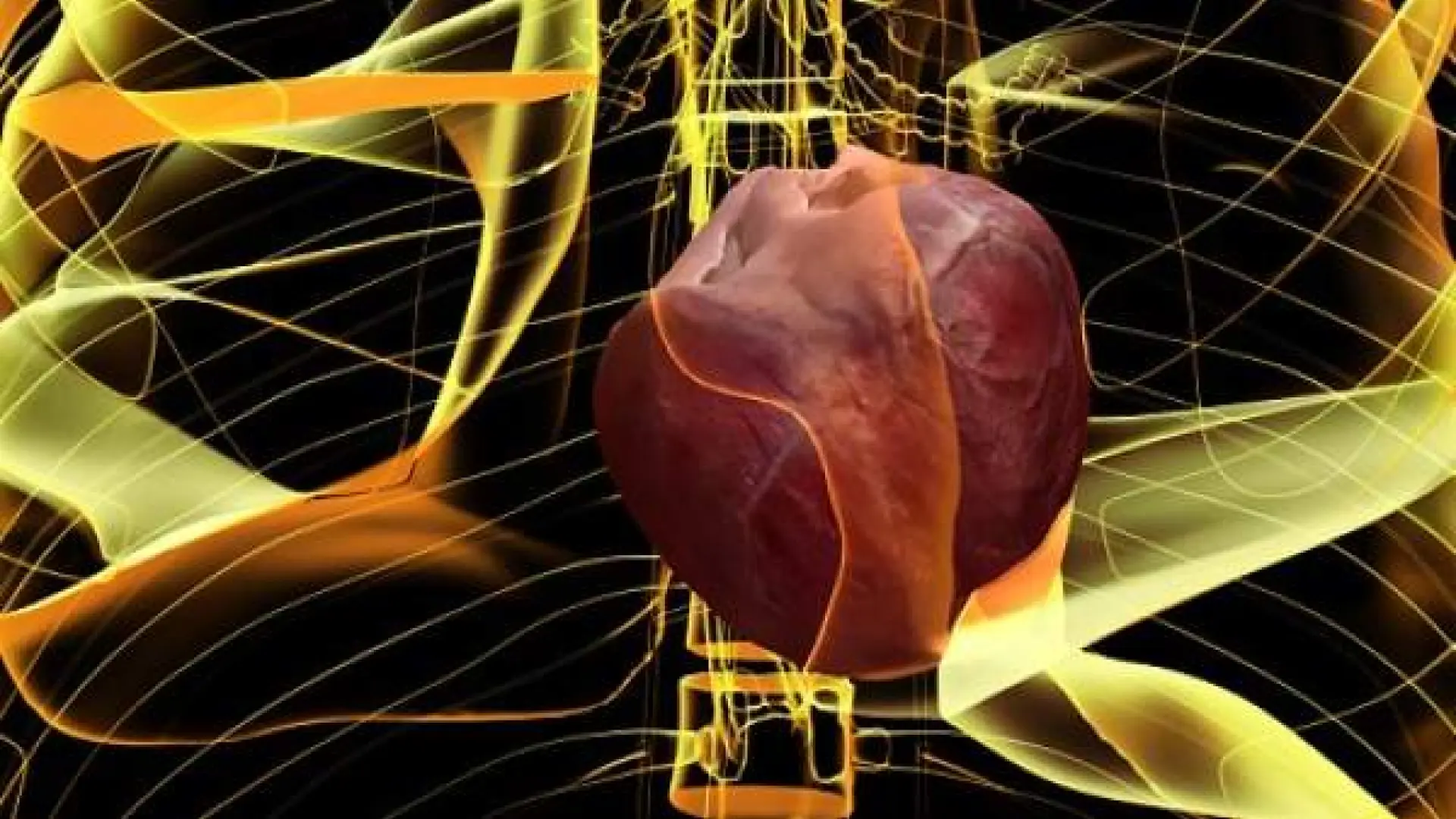 Desvelan qué ocurre en un corazón infartado, hecho clave para elegir un ...