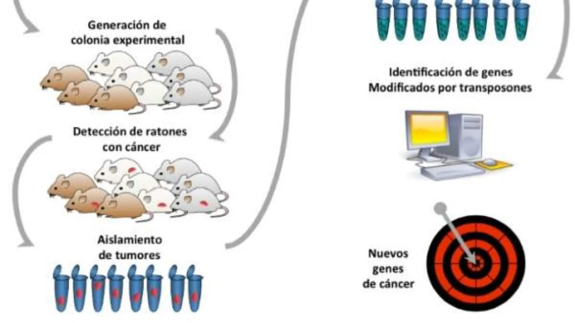Científicos europeos identifican nuevos genes para el diagnóstico más ...