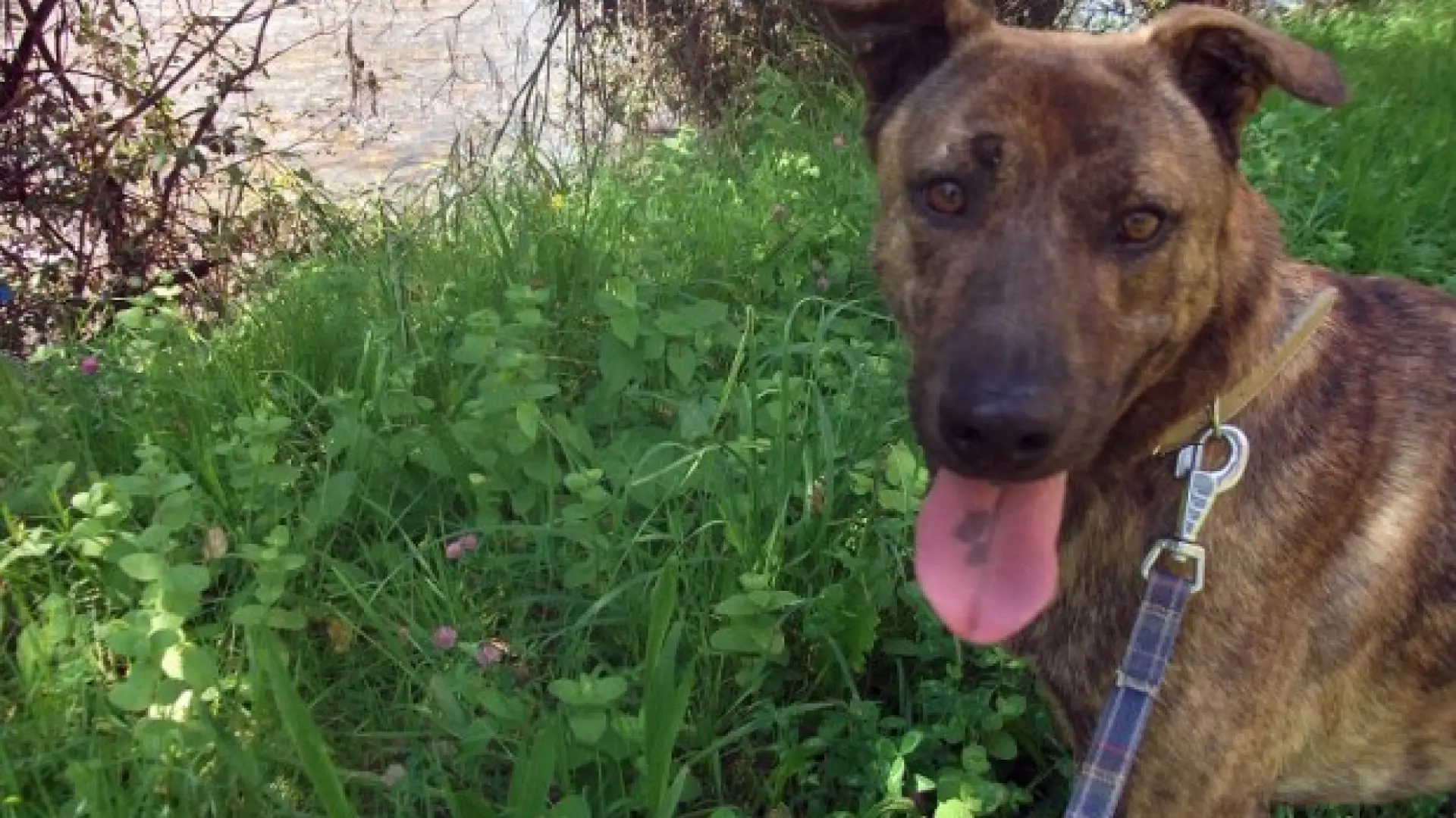 A los perros de pelaje atigrado les cuesta más encontrar un hogar