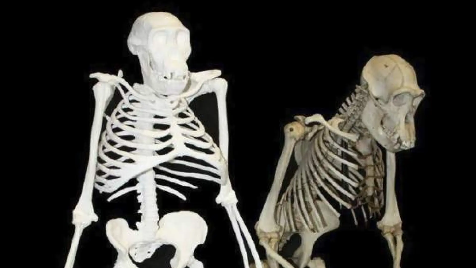 Hallan el esqueleto 'Little Foot' de un Australopithecus contemporáneo ...