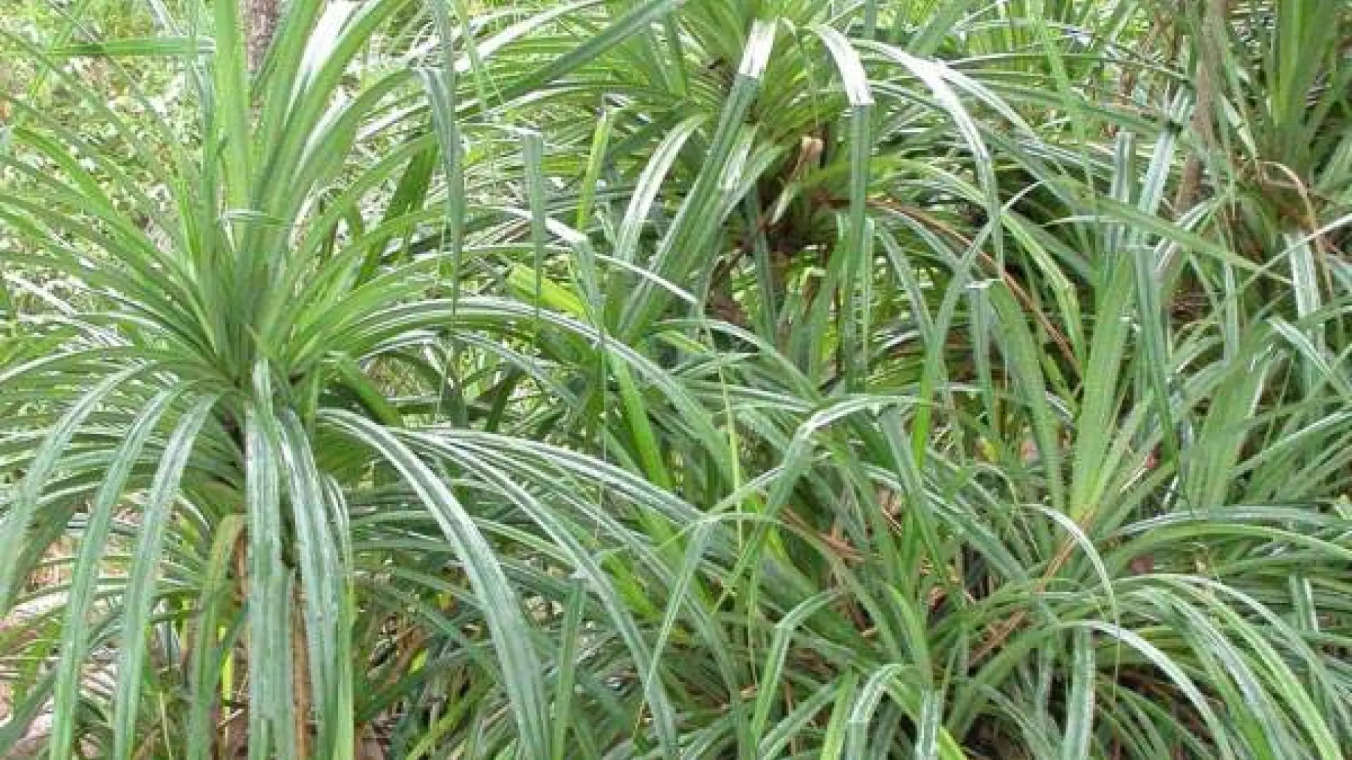 'Pandanus candelabrum', una planta que sólo crece en suelos ricos en ...