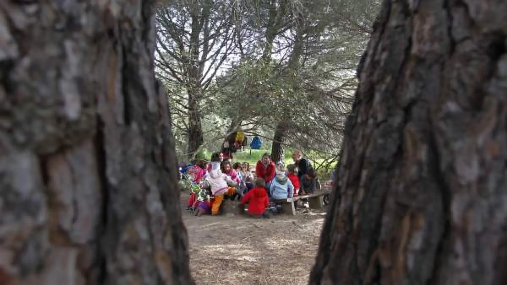 Escuelas en el bosque: crecer aprendiendo entre pinos y rocas