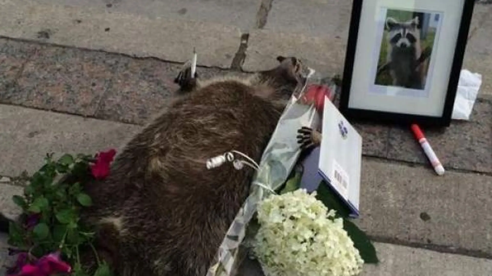 El homenaje ciudadano a un mapache muerto en las calles de Toronto ...