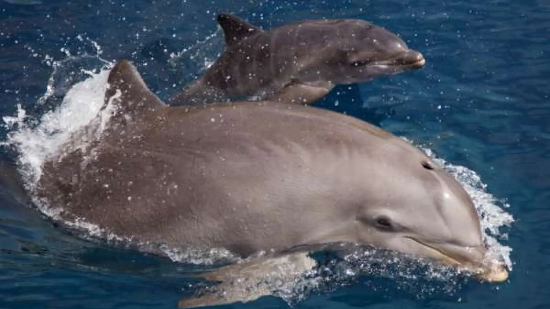 Nace un nuevo delfín en L'Oceanogràfic